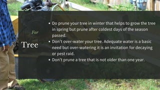 Tree Caring Dos and Don’ts | PDF