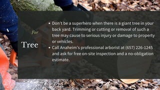 Tree Caring Dos and Don’ts | PDF