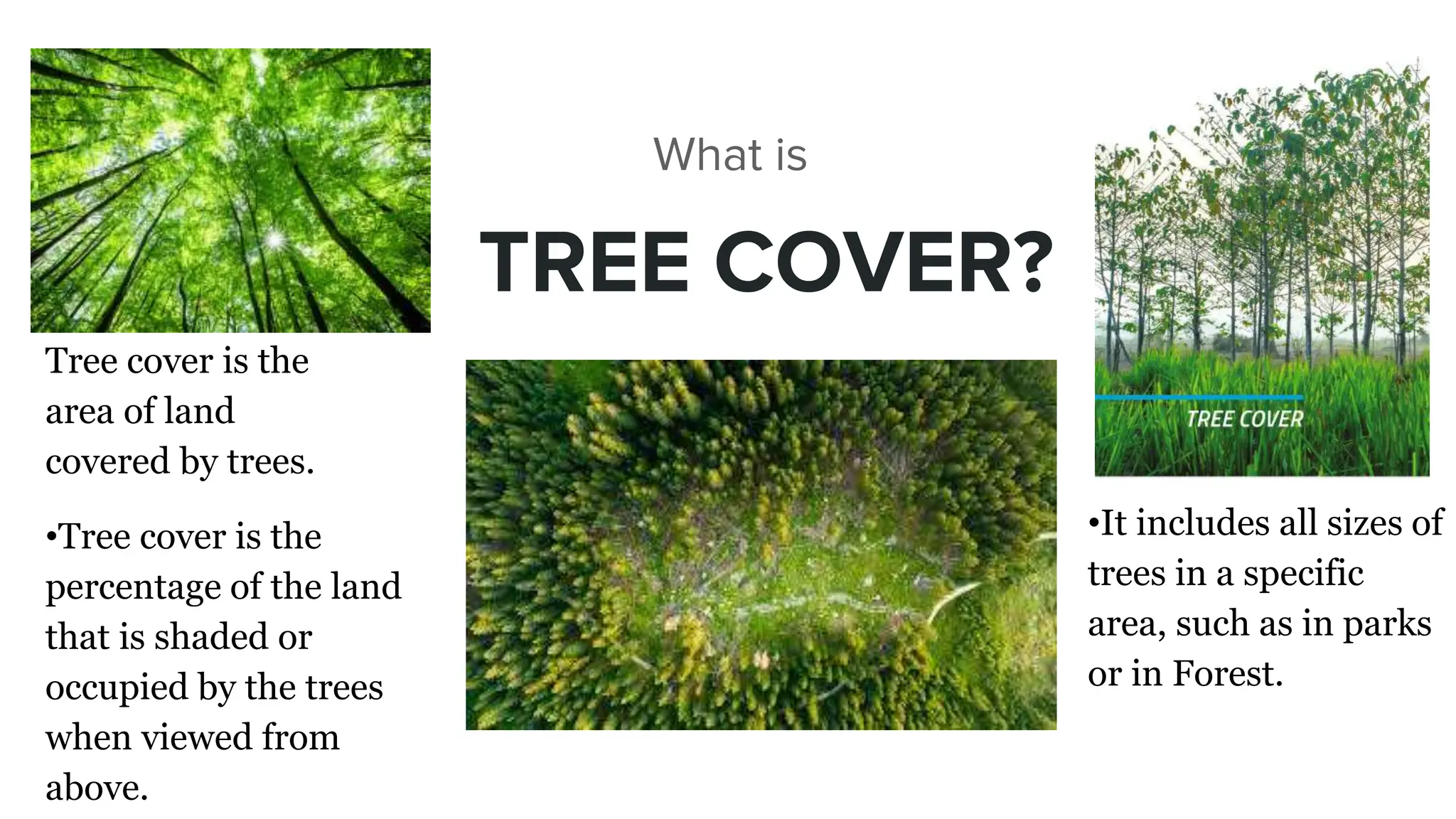Tree Cover and Green Spaces Management in Islamabad.pptx