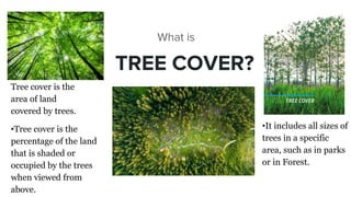Tree Cover and Green Spaces Management in Islamabad.pptx