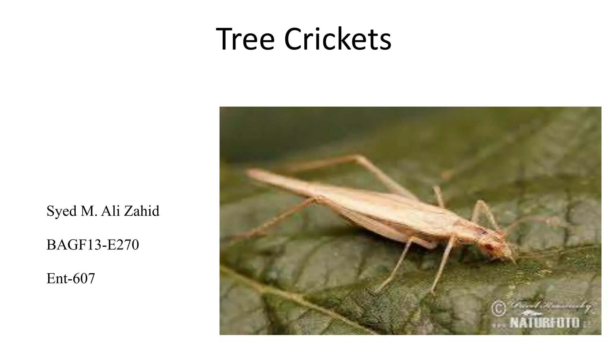 Tree crickets | PPTX