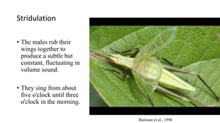 Tree crickets | PPTX