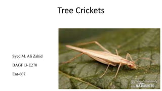Tree crickets | PPTX