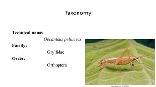 Tree crickets | PPTX