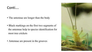 Tree crickets | PPTX