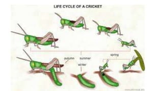 Tree crickets | PPTX