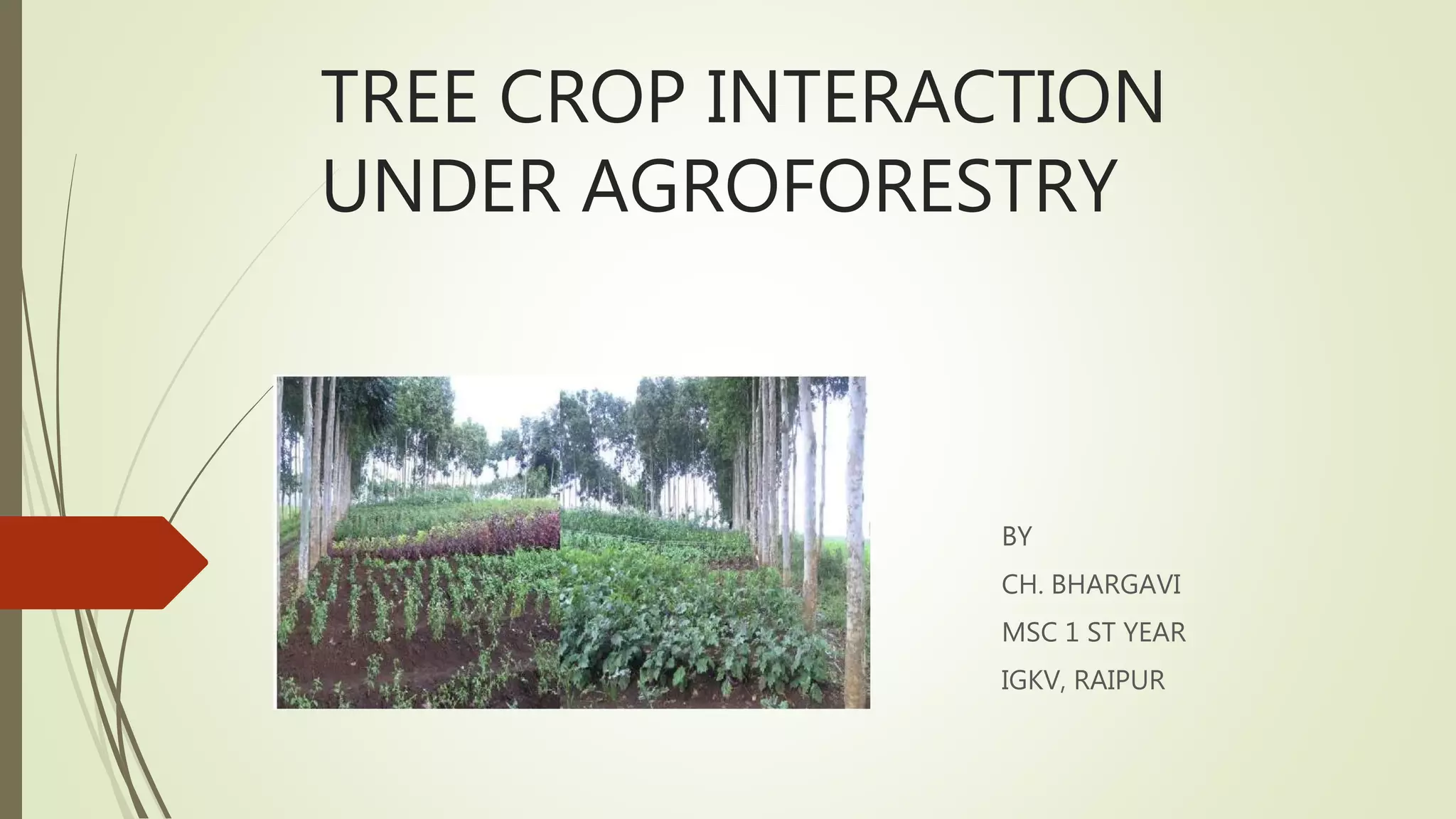 Tree crop interaction under agroforestry | PPTX