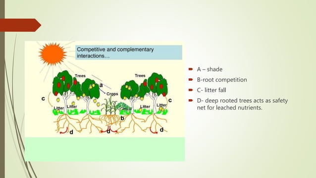 Tree Crop Interaction Under Agroforestry Pptx
