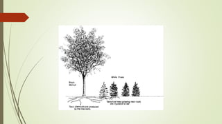 Tree crop interaction under agroforestry | PPTX