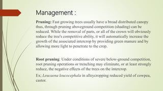 Tree crop interaction under agroforestry | PPTX