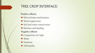Tree crop interaction under agroforestry | PPTX