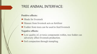Tree crop interaction under agroforestry | PPTX