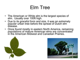 Tree Diseases | PPT