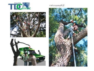 Tree doctor cnx | PDF