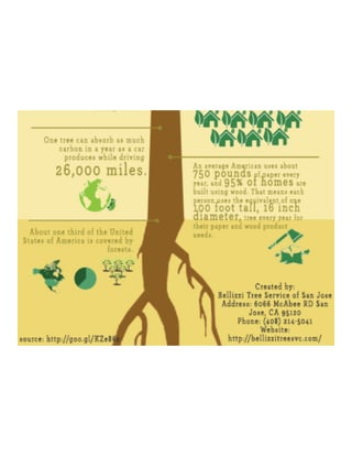 Interesting tree facts | PDF