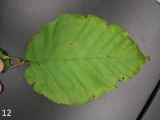 Tree Flashcards View Only | PPT