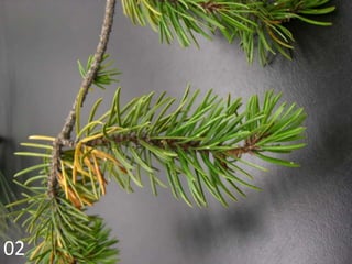 Tree Flashcards View Only | PPSX