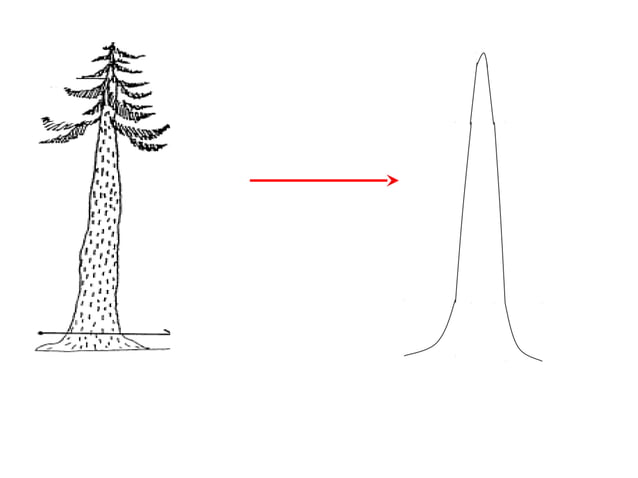 Tree forms | PPT | Physics | Science