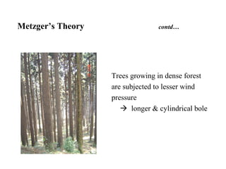 Tree forms | PPT