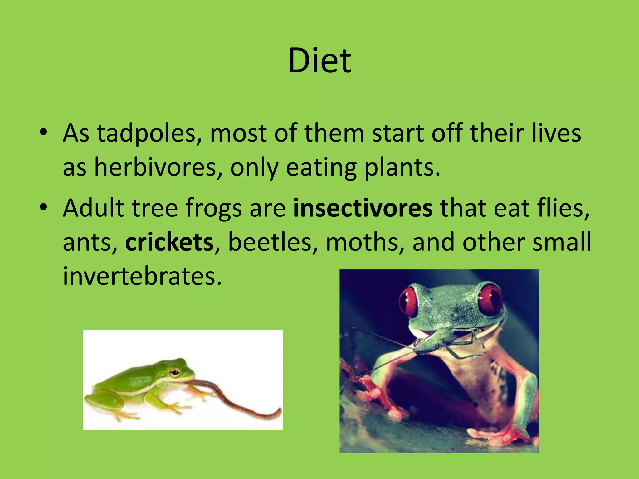 Tree frogs powerpoint | PPT