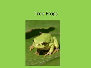 Tree frogs powerpoint | PPT