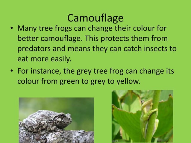 Tree frogs powerpoint | PPT