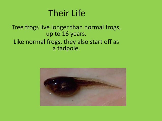 Tree frogs powerpoint | PPT