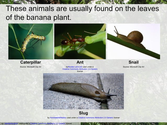 Tree habitat | PPT | Gardening | Home & Garden