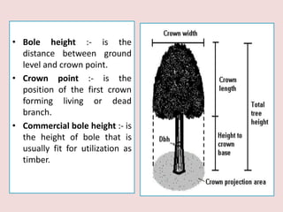 Tree height measurement methods | PPTX