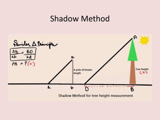 Tree height measurement methods | PPTX