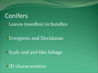 Tree identification | PPTX