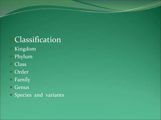 Tree identification | PPTX
