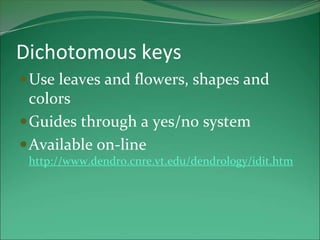 Tree identification | PPTX