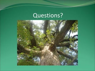 Tree identification | PPTX