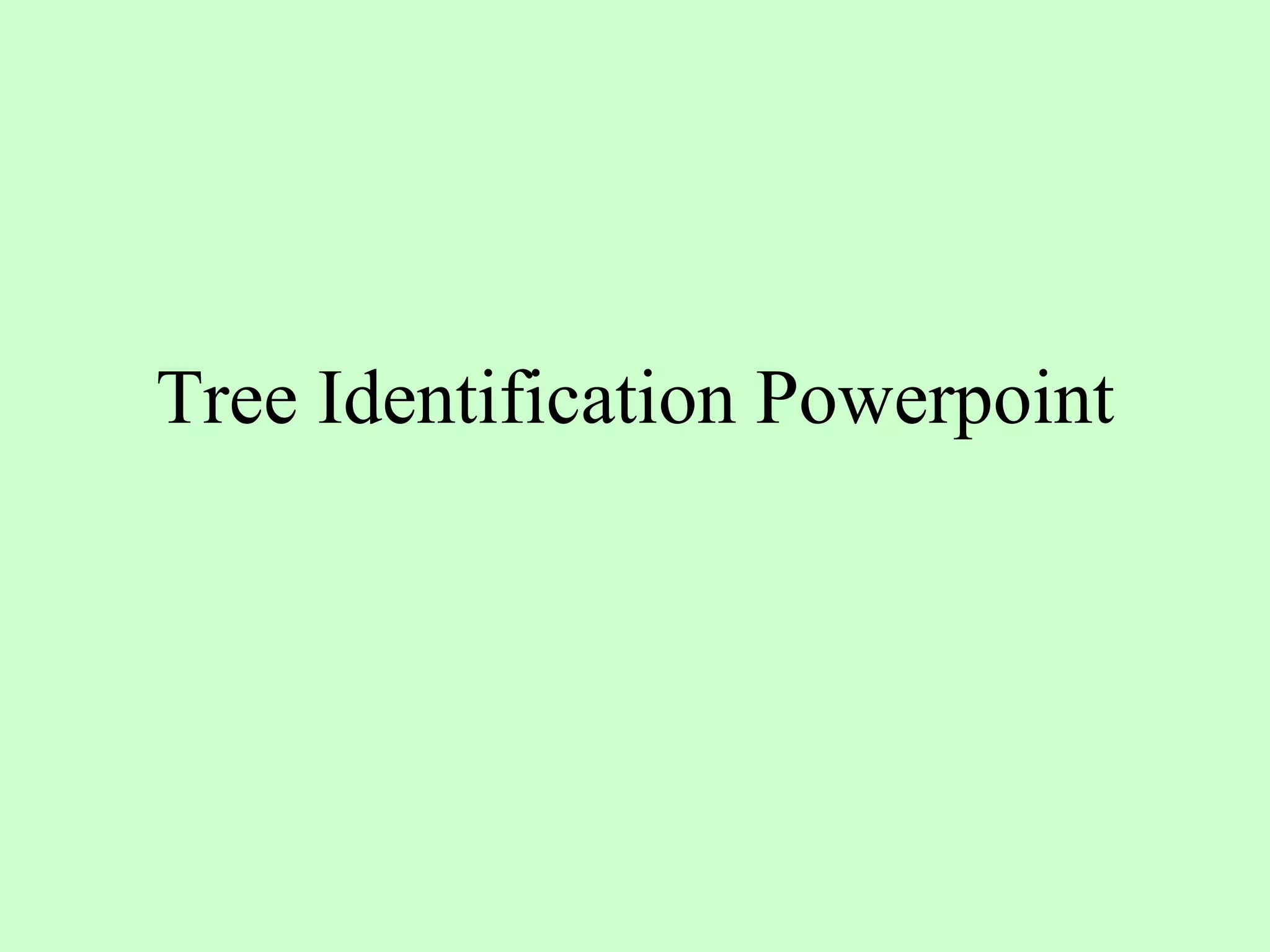 Tree Identification | PPT