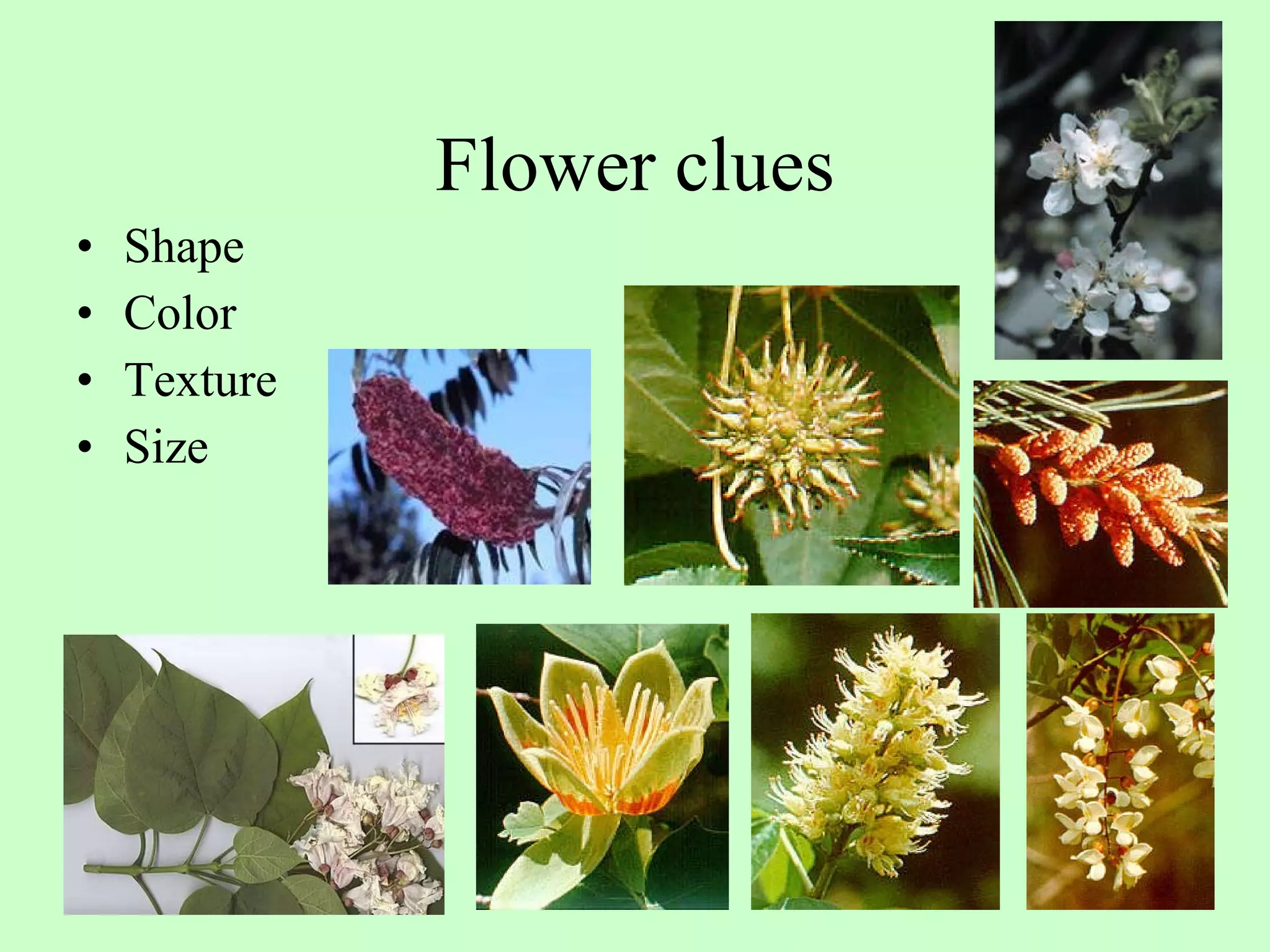 Tree Identification | PPT