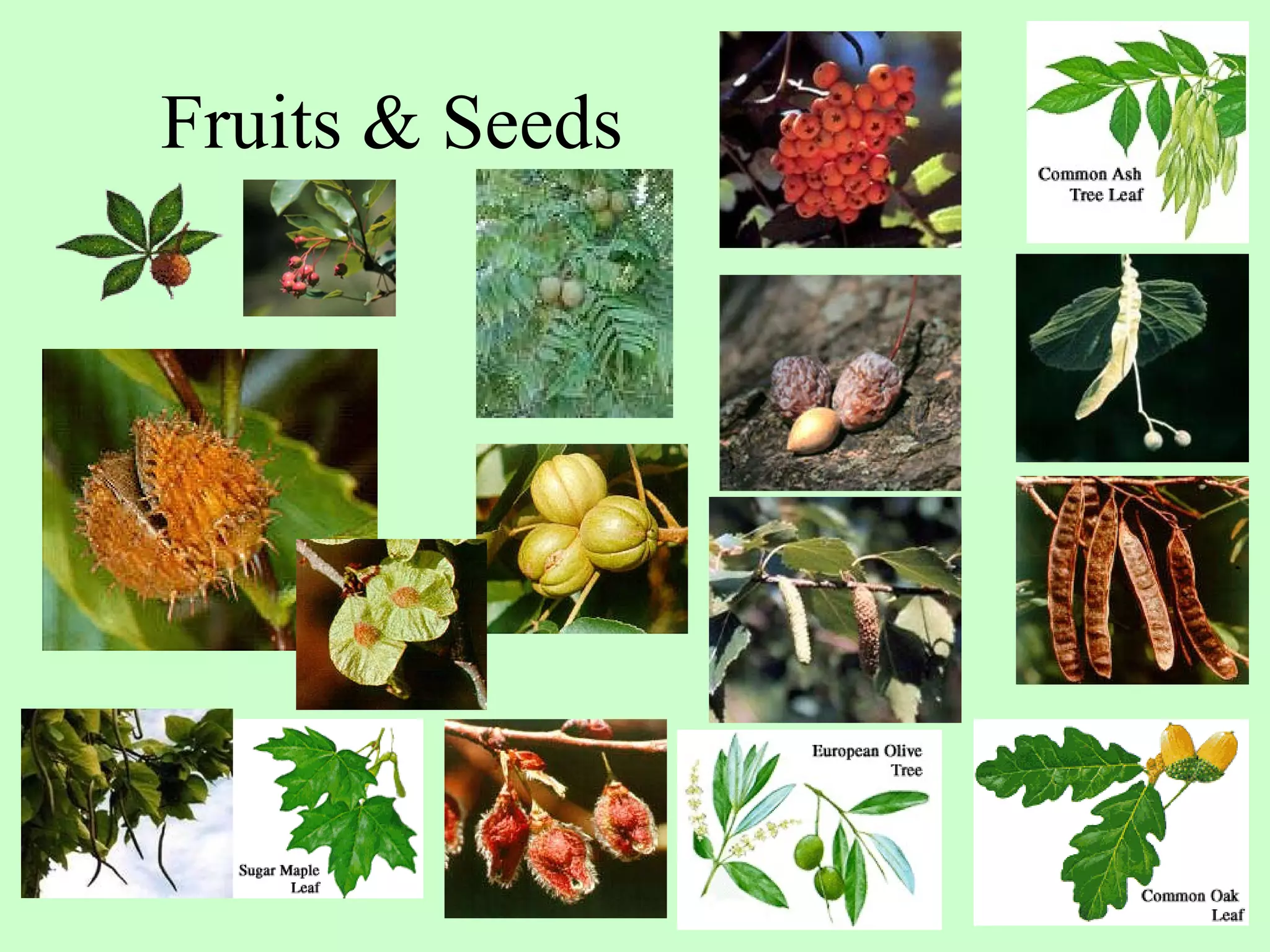 Tree Identification | PPT