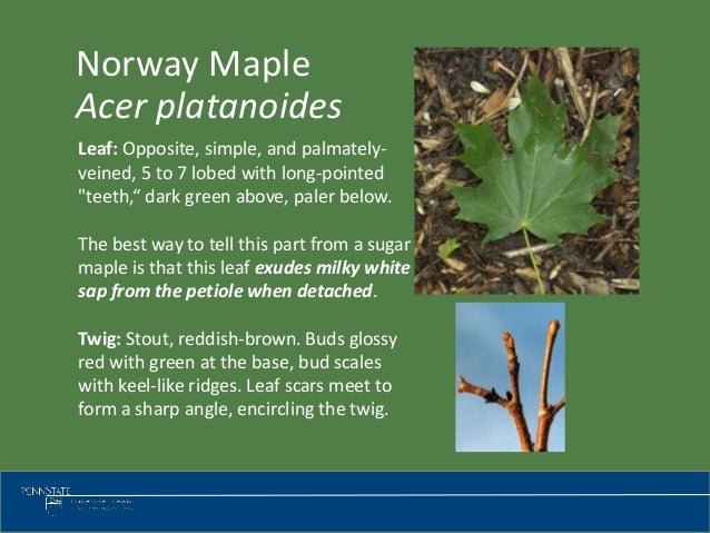 Michigan Tree Identification By Leaf