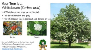 Tree identification | PPTX