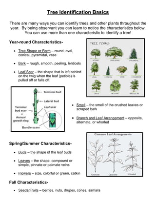 Tree Identification Basics | PDF