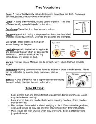 Tree Identification Basics | PDF