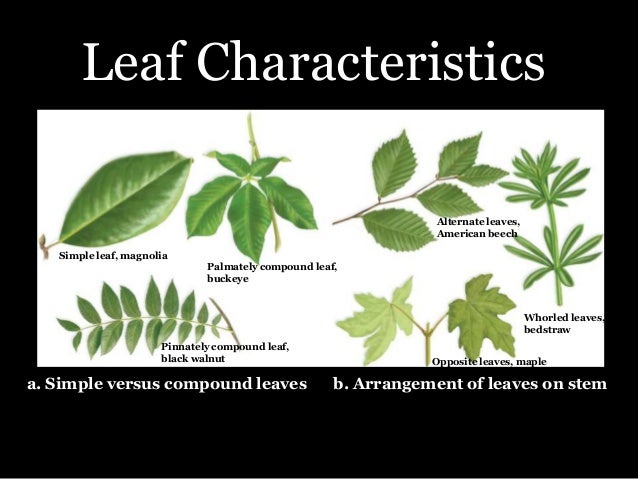 Tree ID and Ecology - lecture 1 (9/28/13)