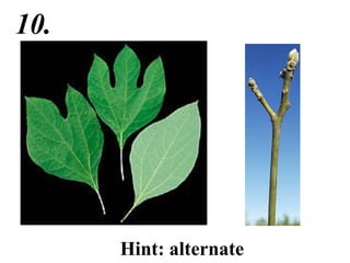 Tree Id Pop Quiz | PPT