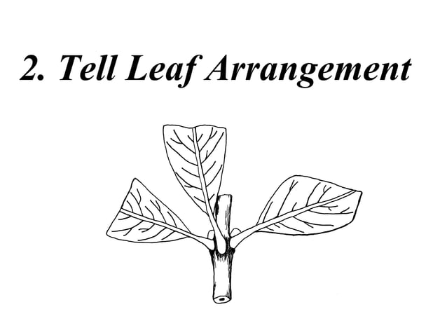 Tree Id Pop Quiz | PPT | Gardening | Home & Garden