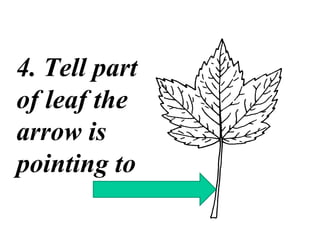 Tree Id Pop Quiz | PPT