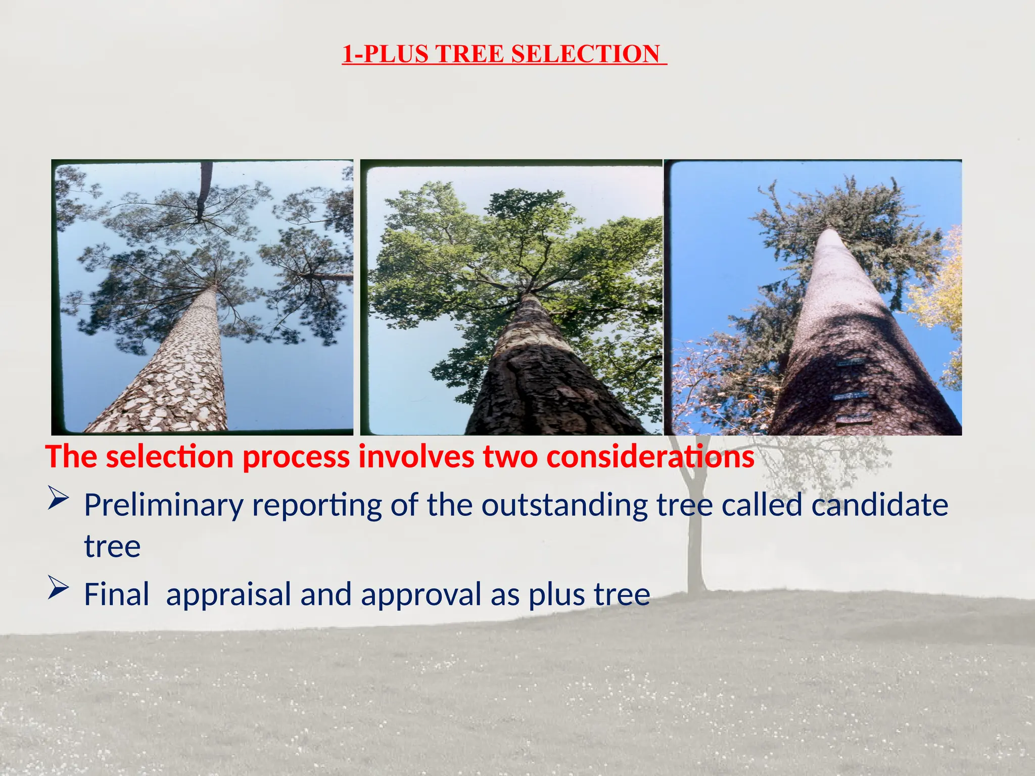 tree improvement in forestry plus tree and elite tree | PPTX