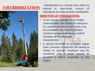 tree improvement in forestry plus tree and elite tree | PPTX