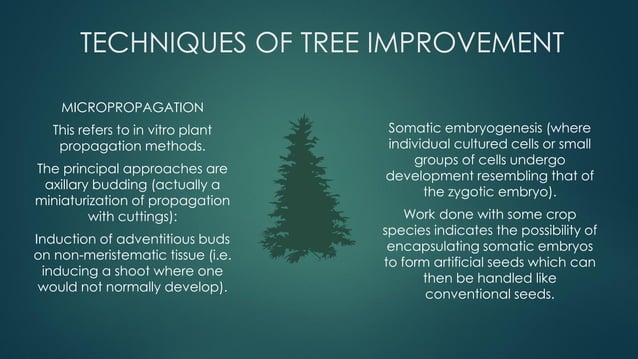 Tree improvement | Techniques & Practices | PDF