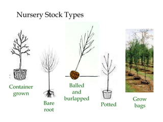 Tree installation and establishment ppt | PPTX