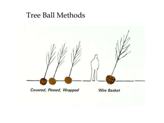 Tree installation and establishment ppt | PPTX